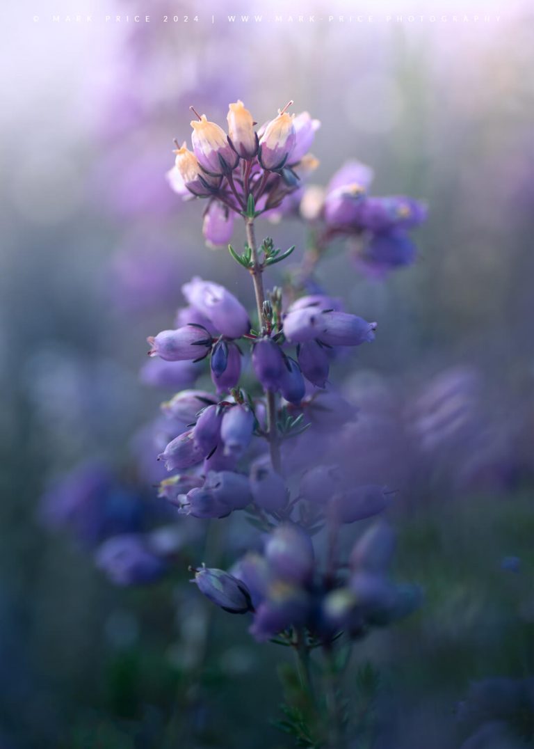 Mark Price Photography – Mark Price – Landscape and Nature Photography